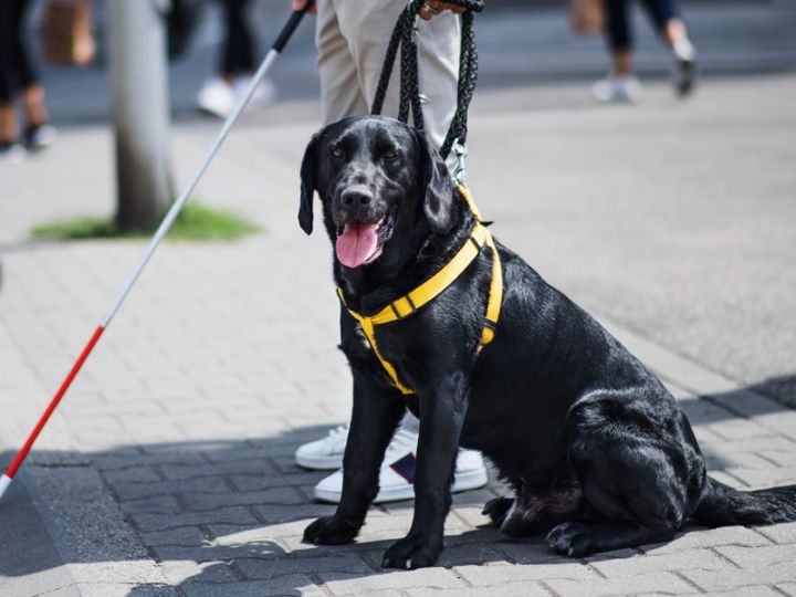 US DOJ looking into Uber, Lyft ride refusals involving guide dogs